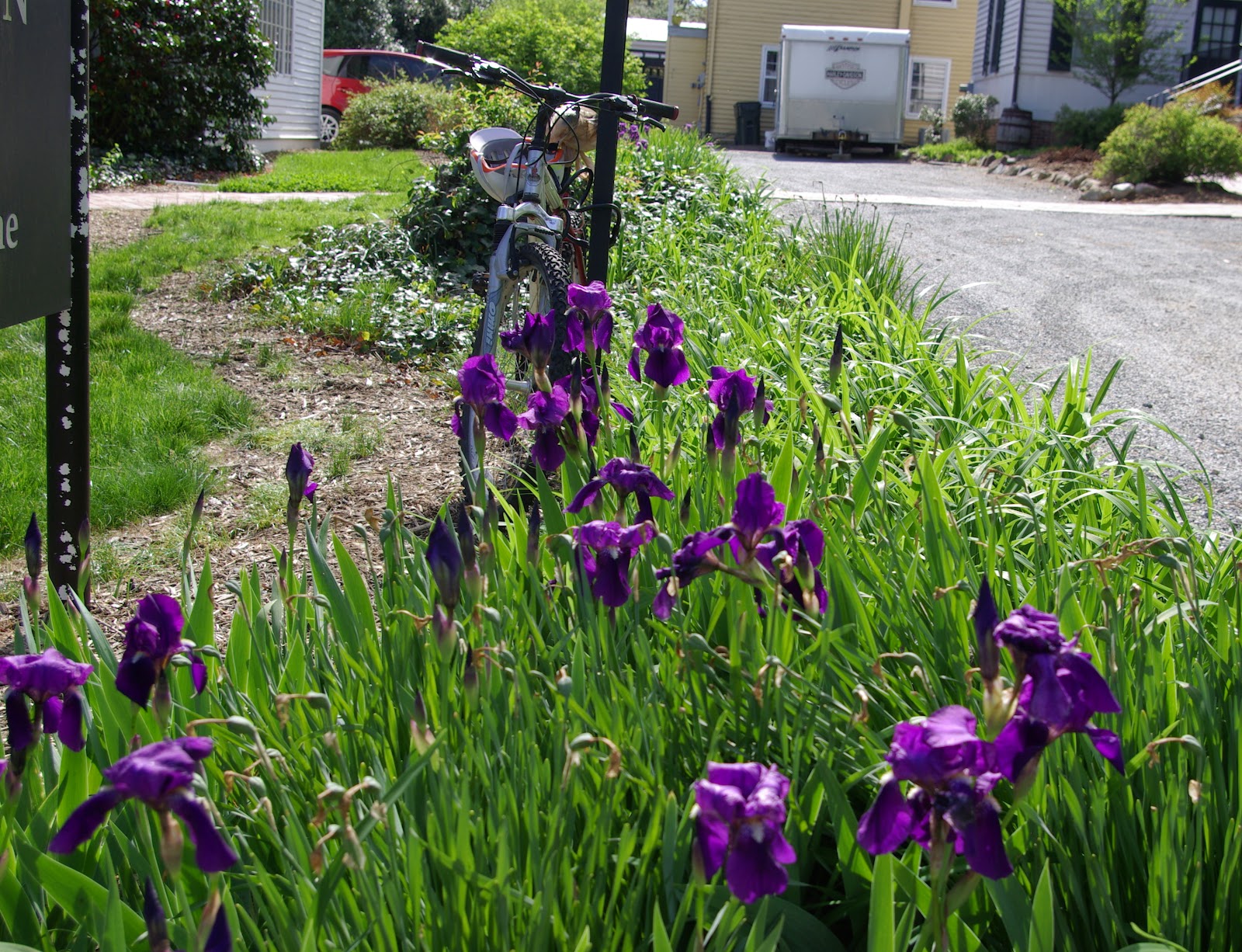 sweetbay: Coker Arboretum and Sisters' Garden, on a sunny day