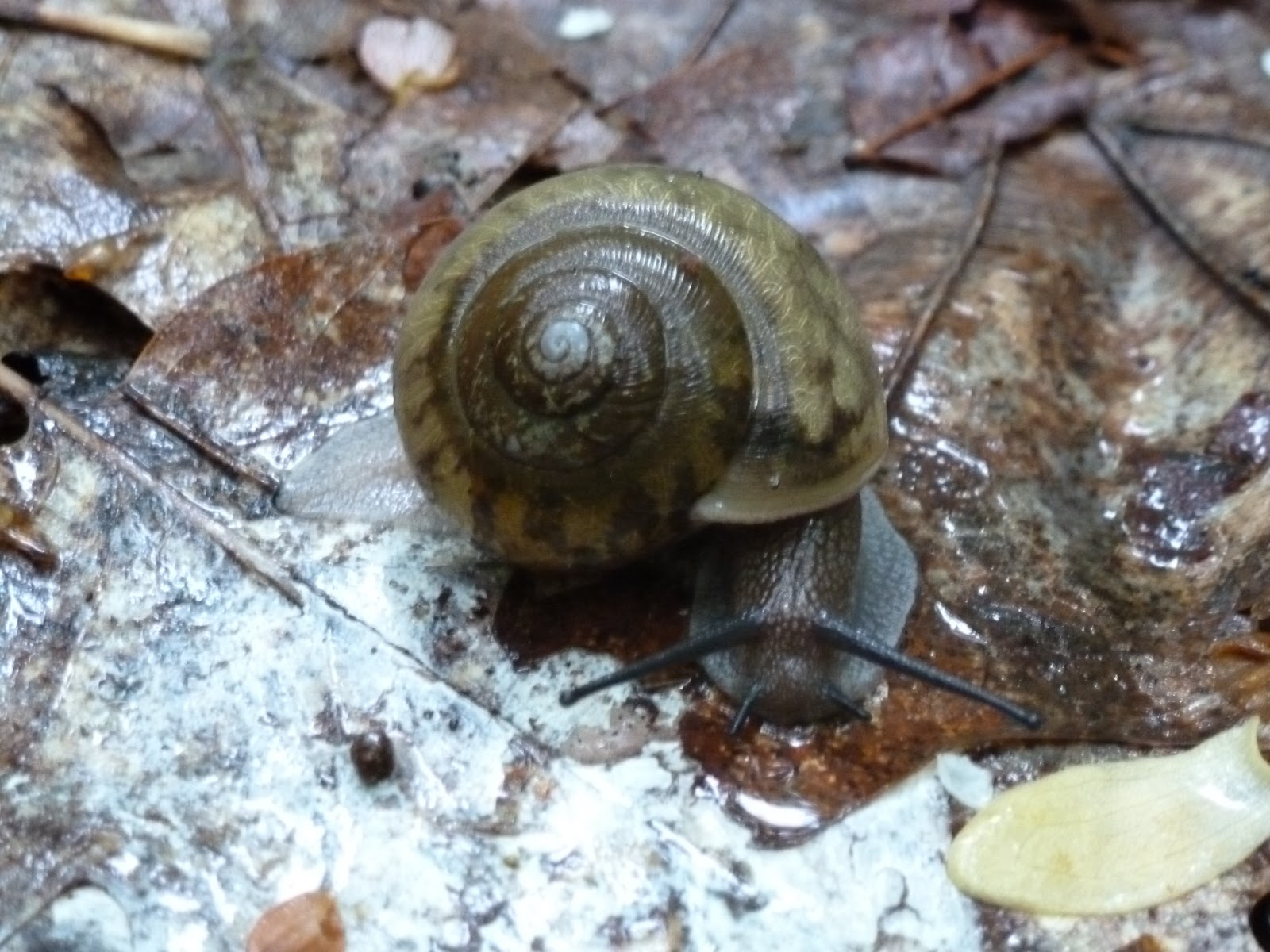 The Continuing Adventures of Eric, Noelle and Sierra: Cherokee National ...