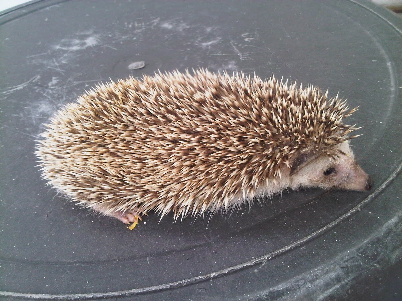 Aku sayang aku cinta: Daging landak yang marvelous..