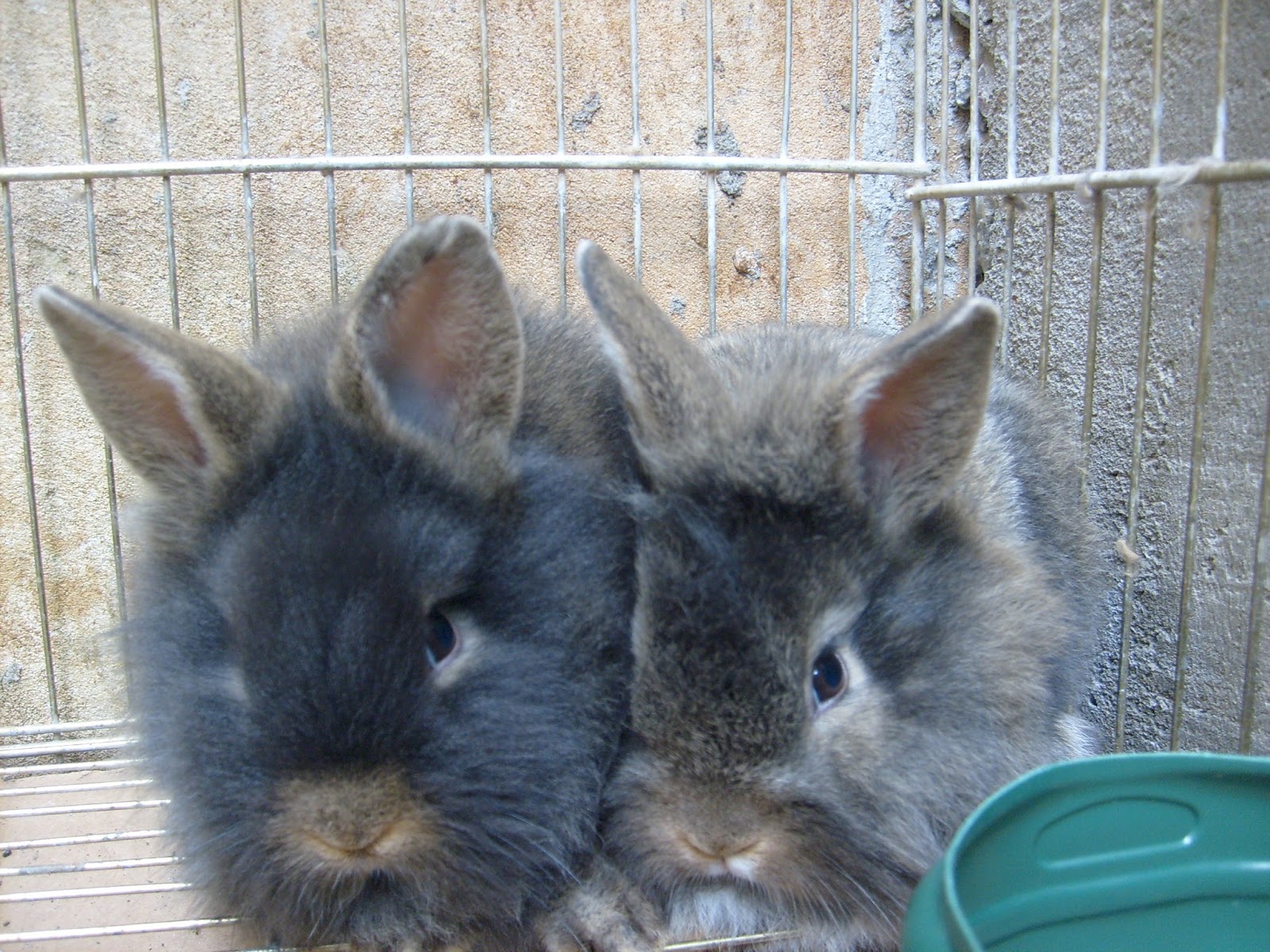 CUNICULTURA MUSSOI: COBRIÇÃO - MONTA NATURAL