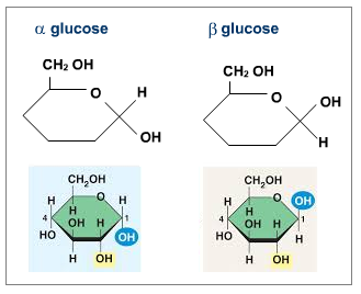 #8. Carbohydrates - Monosaccharides, disaccharides | Biology Notes for ...
