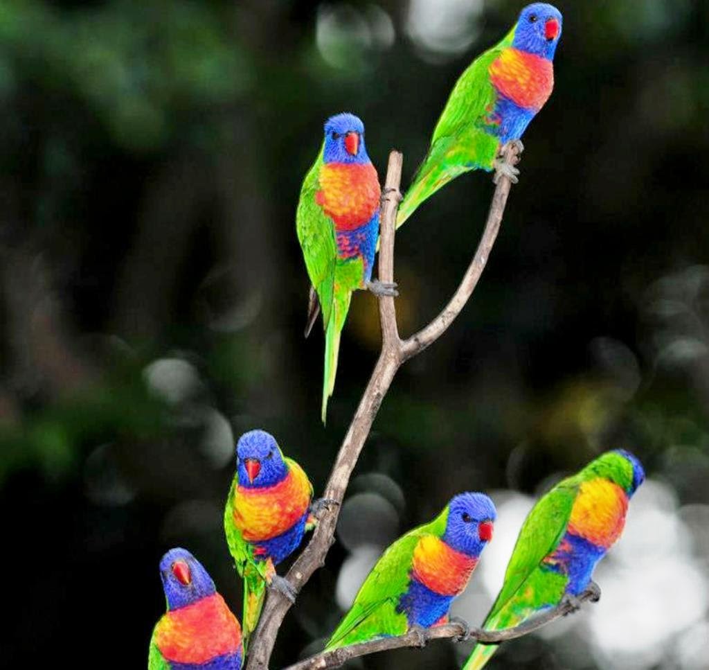 CAP: Parrots Colorful HD Wallpapers