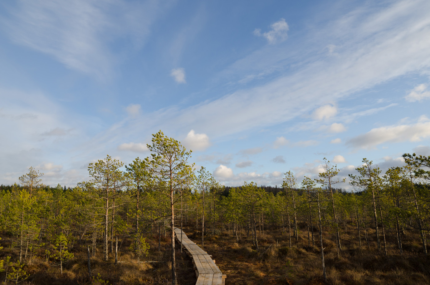 Loitsija: Enne aastavahetust Valgesoo rabas
