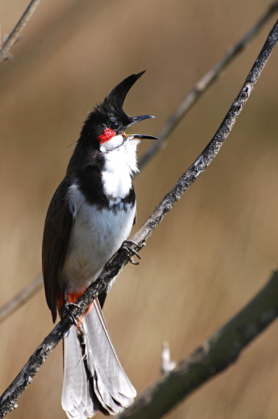 Kicau Burung: Burung Kutilang Jambul