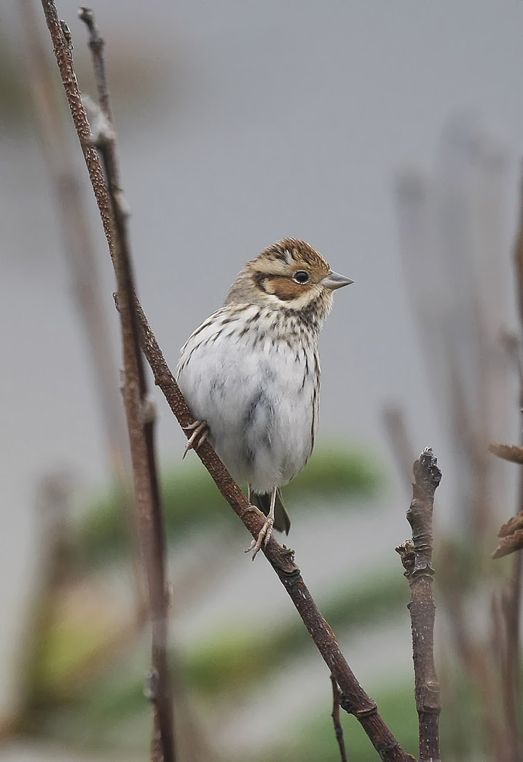 Rare & Scarce Birds In Britain