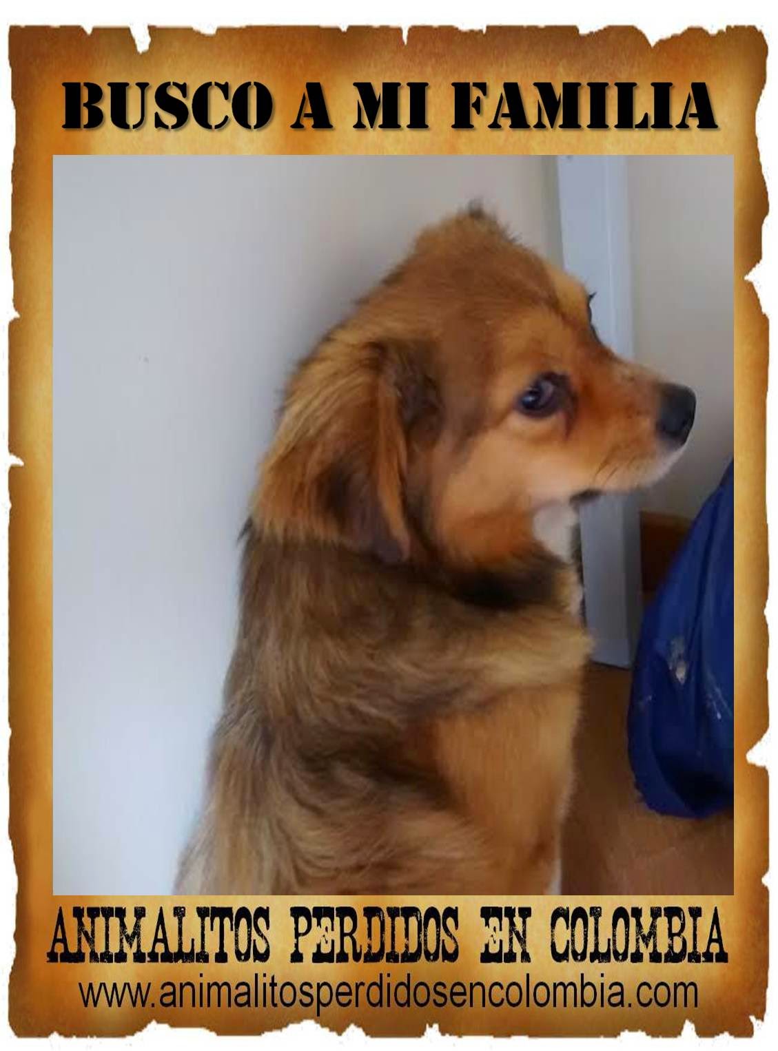 Animalitos Perdidos en Colombia: ENCONTRADA BOGOTÁ- PERRA CRIOLLA CRUCE ...