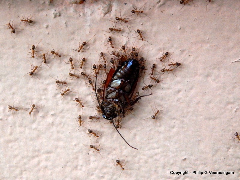 Images of Sri Lanka on blogspot.com: Biological control of cockroaches ...