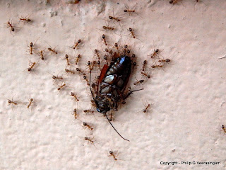 Images of Sri Lanka on blogspot.com: Biological control of cockroaches ...