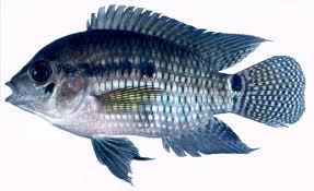 Pescaria de dicas: Acará