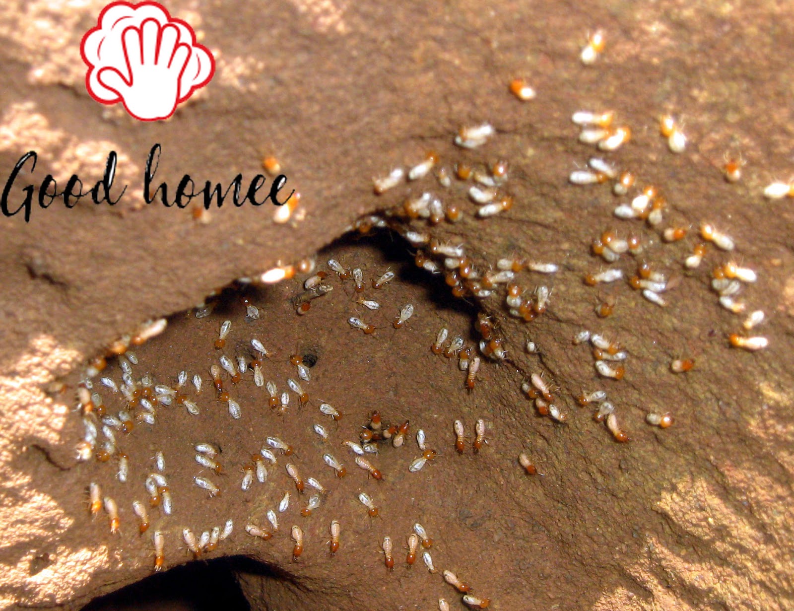 orange oil termite san jose - MLIKATY