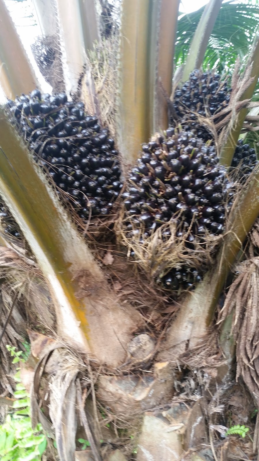 Warisan Petani: Kebun Kelapa Sawit 1.