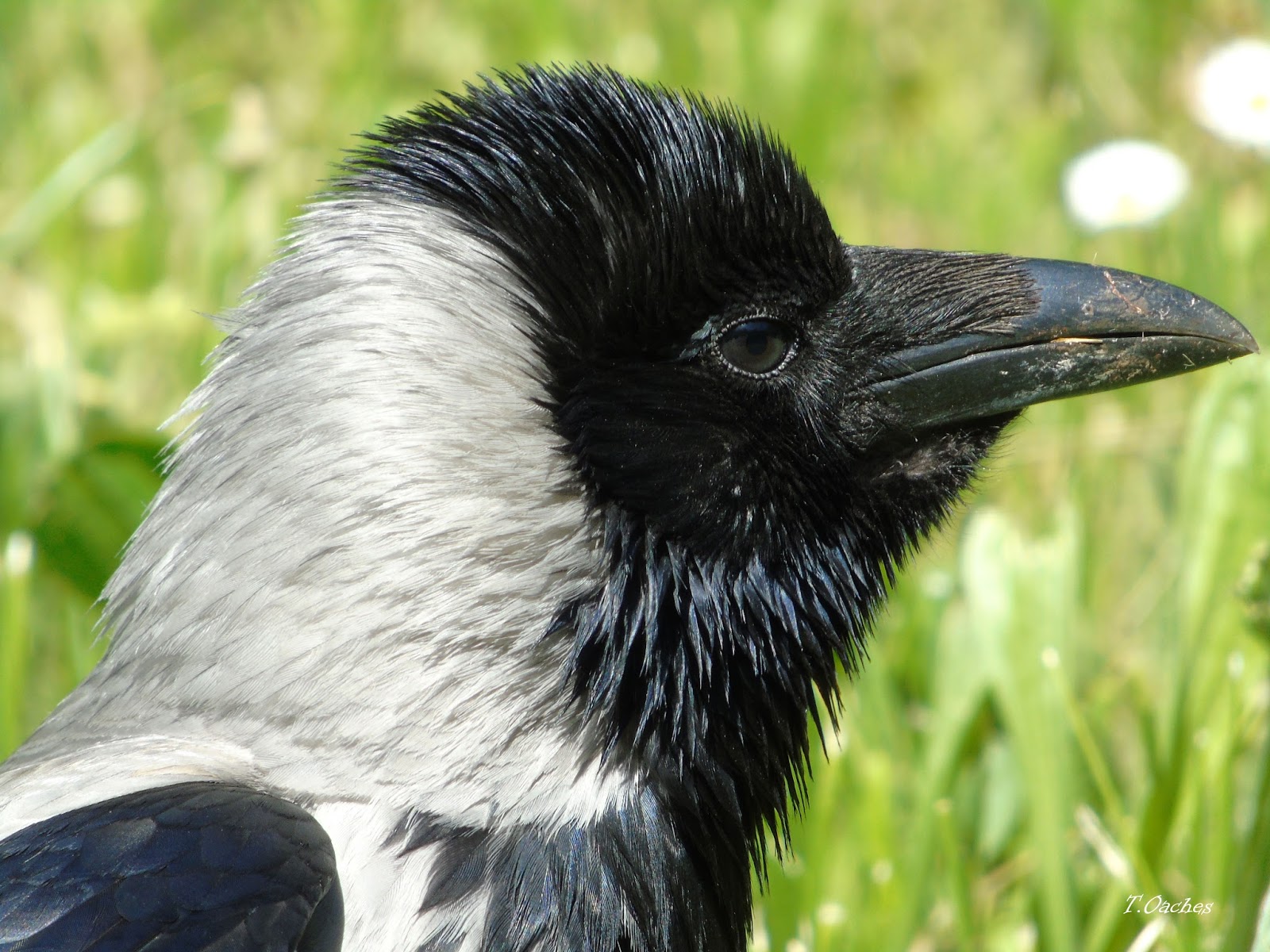 PASARI DIN ROMANIA: CIOARA GRIVA, Corvus cornix