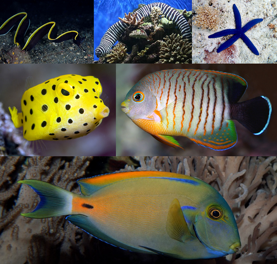 Seahorse Aquariums: New Arrivals of Marine Fish - 08th of January
