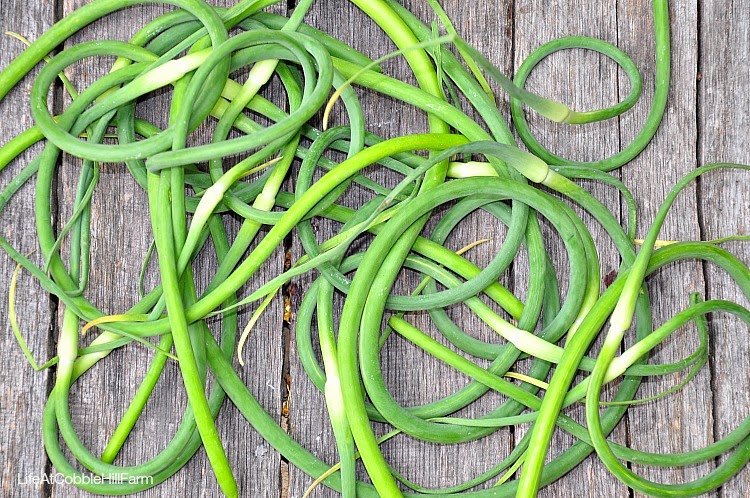 Garlic Scape Pesto | Life At Cobble Hill Farm