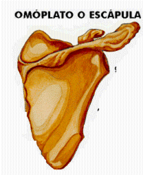 Anatomia : Sistema Óseo