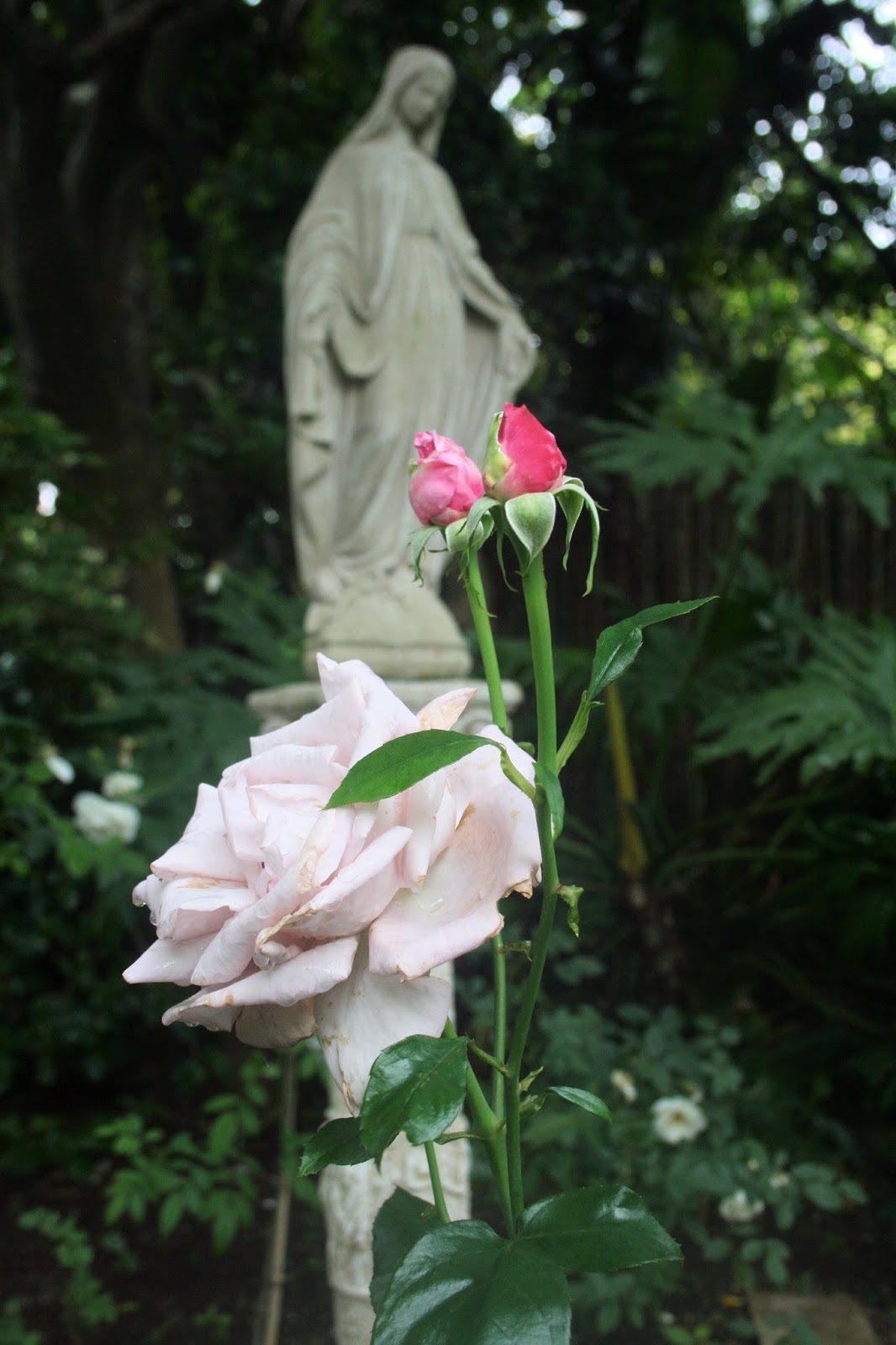 The French Madonna: The treasure at the heart of the rose