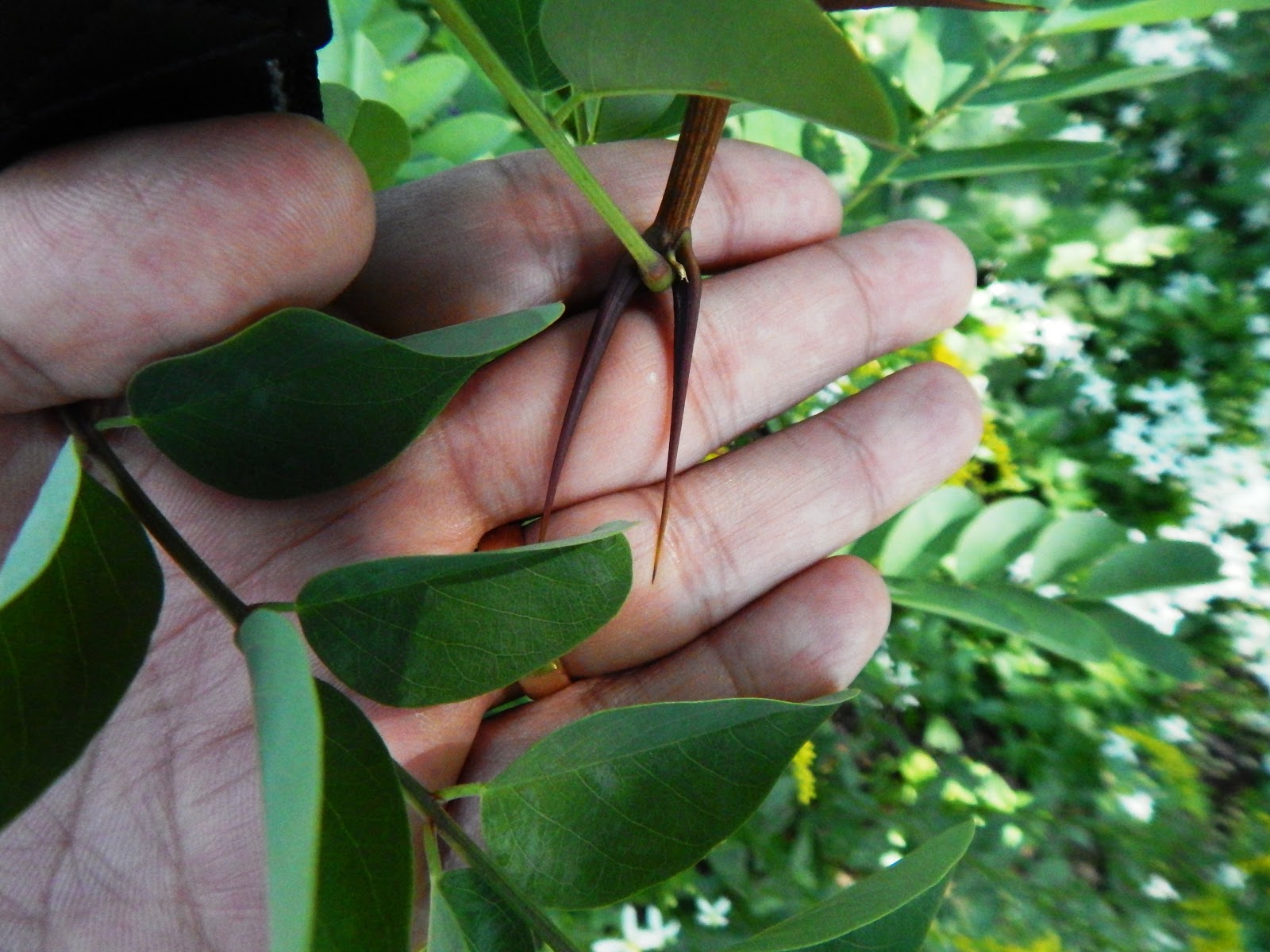 Capital Naturalist by Alonso Abugattas: Black Locust