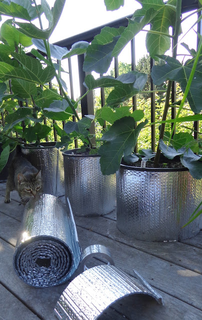 Daniel's Pacific NW Garden: Sun Screen for Black Plant Containers