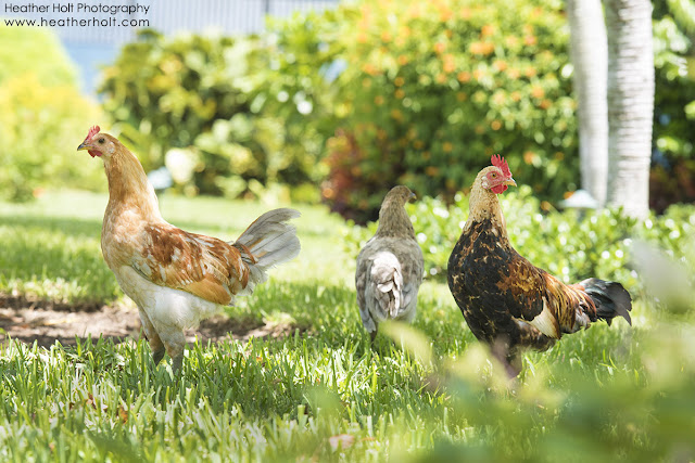 SILVER SANDS: The Wild Chickens of Cayman