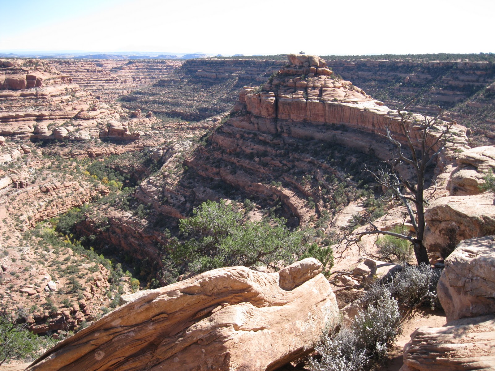 Four Corners Hikes-Cedar Mesa in Utah: Road Canyon South Rim
