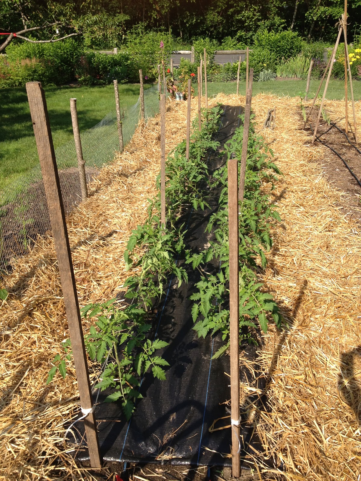 Spicebush Log: Drip Irrigation and the Florida Weave