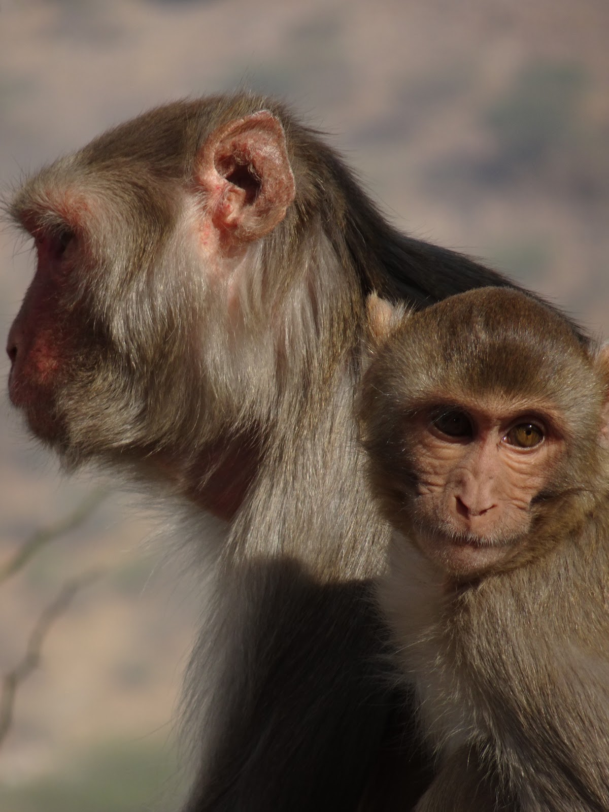 Vintage Vixen: Huggin' Up The Big Monkey Man - Galta Ji Temple