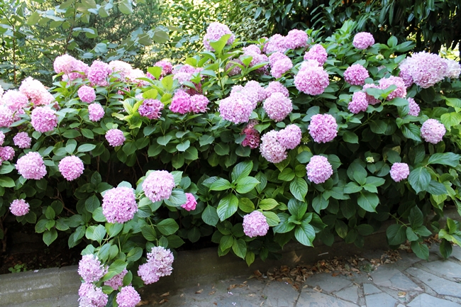 Ortancalar Diyarında - MODA GÜNÜ