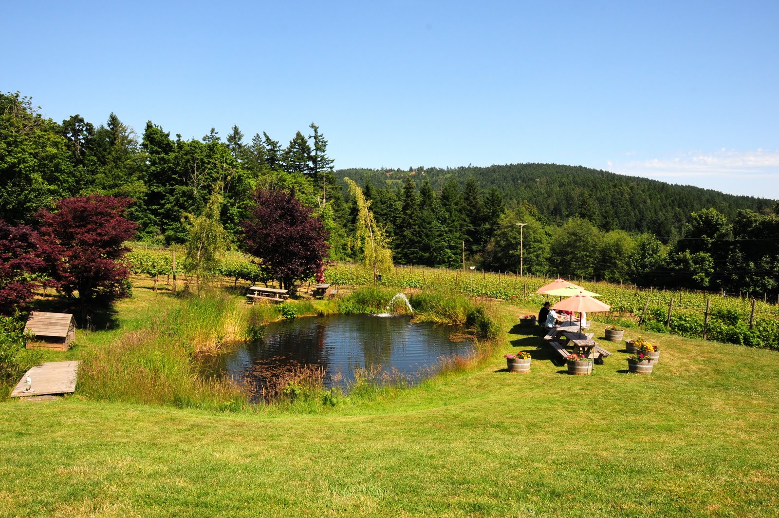 2001 Bottles - A Wine Odyssey: Salt Spring Winery Tour