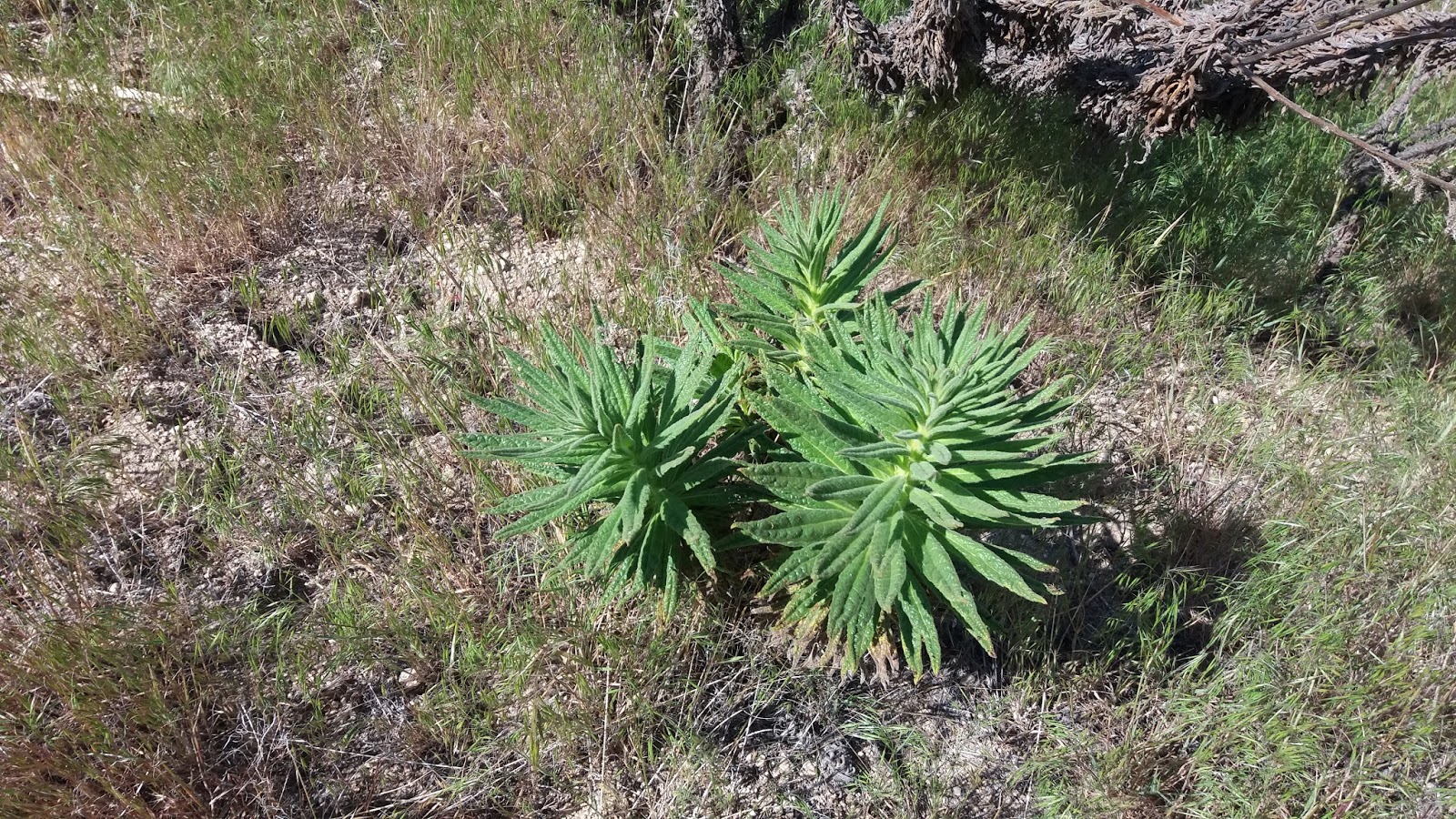 PCT2016: Day 25 - Poodle Dog Bush Day