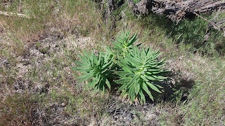 PCT2016: Day 25 - Poodle Dog Bush Day