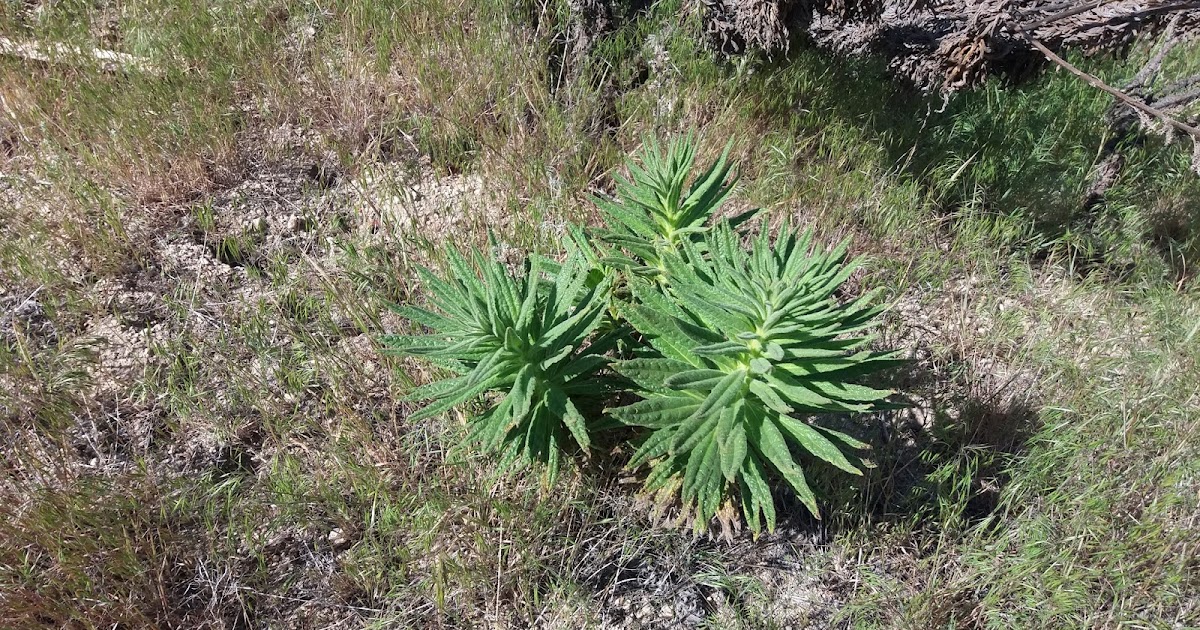 PCT2016: Day 25 - Poodle Dog Bush Day