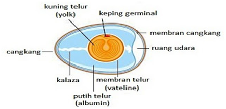 e-modul: E-Modul Animalia (Bio B)