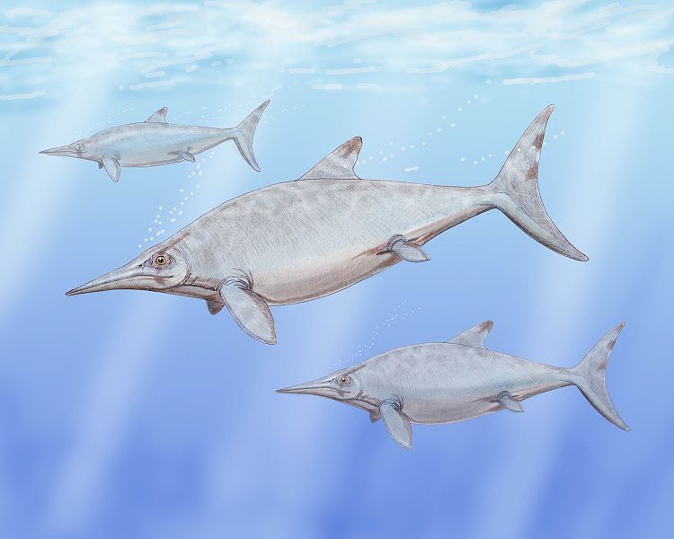 Los animales en la prehistoria: Animales prehistóricos con la letra B