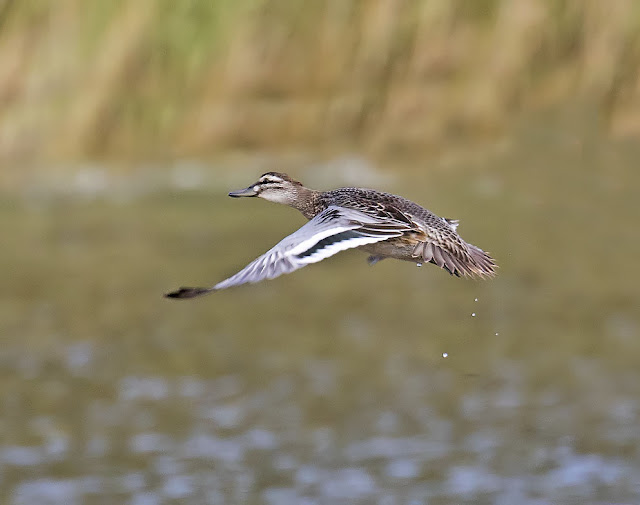 pewit: the eclipse drake Garganey