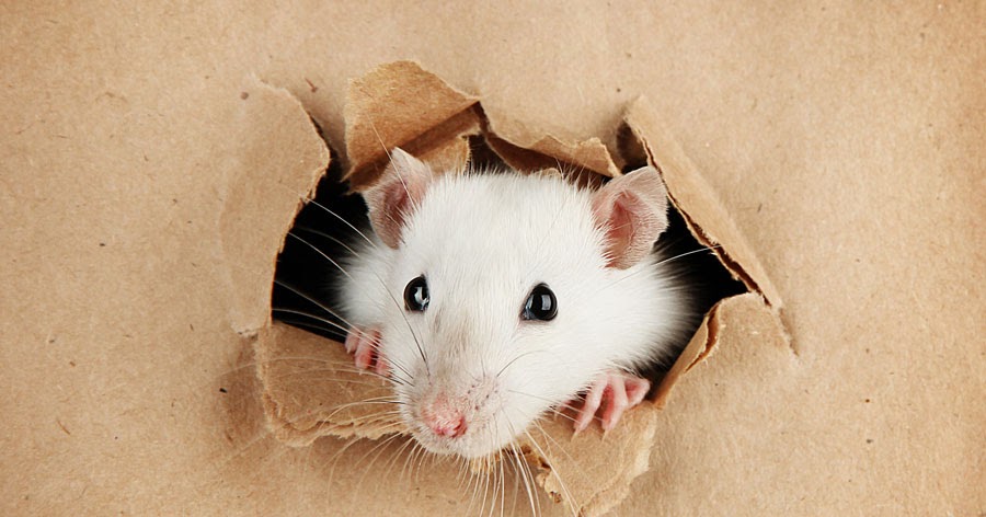 club-sabias que..: Sabias el gran poder de reproducción que tienen las ...