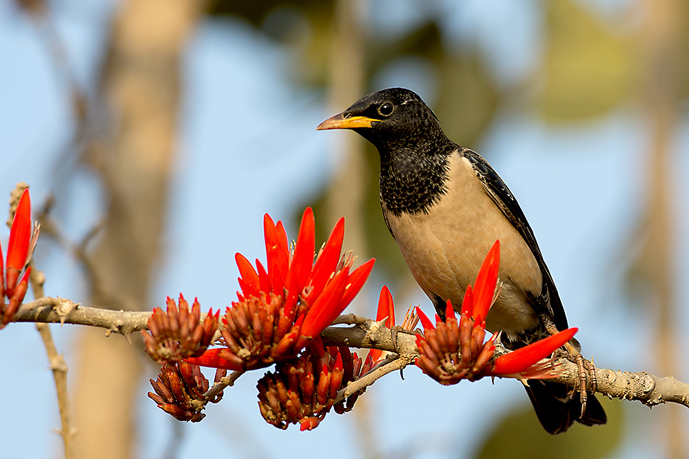 Rosy Starling - ARUNACHALA BIRDS