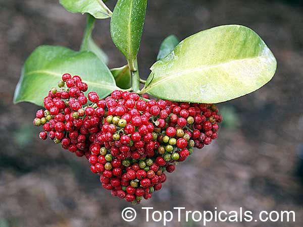 Flora de Puerto Rico Ilustrada Papo Vives: enero 2019