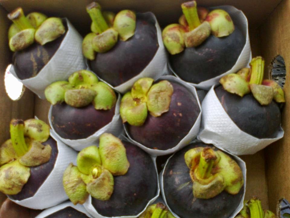 Camillos Frutas e Companhia: MANGOSTIN OU MANGOSTÃO, O SABOROSO EXÓTICO ...