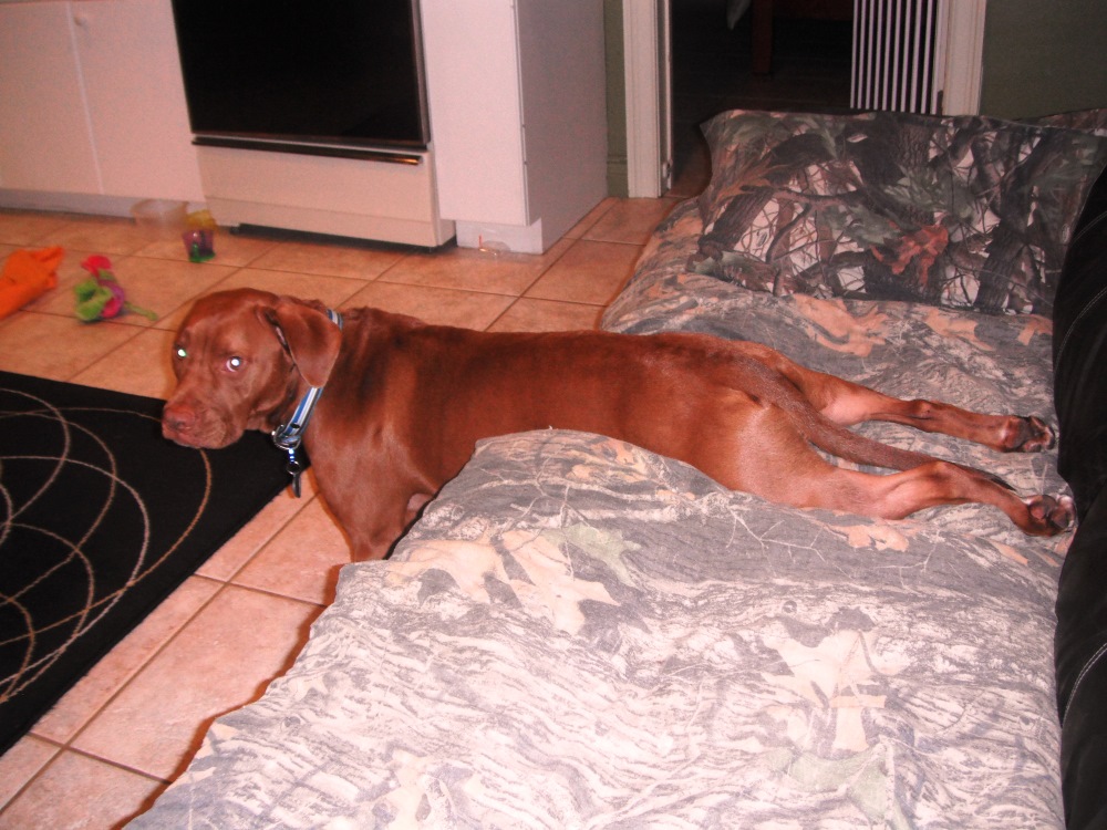 Pit Bull Frogs: Pit Bull Frog Photos