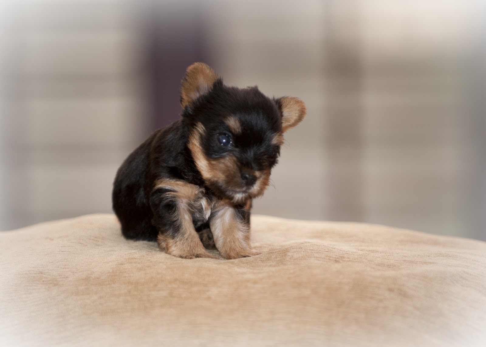 Arizona Teacup Yorkies: Yorkies: 4 Weeks Old