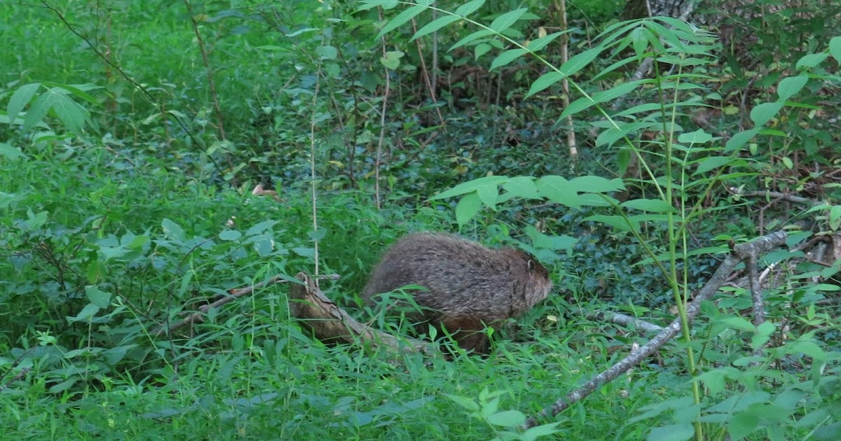 ifthethunderdontgetya™³²®©: Groundhog, Tiny Toads, Canada Geese