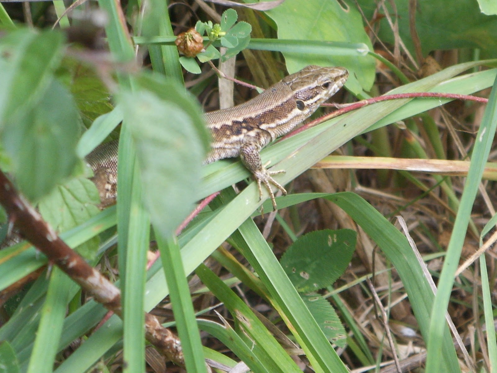 Stella in the Pyrenees : Wildlife on Wednesday