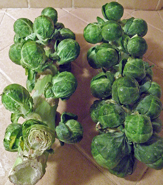 Seasonal Eating: Brussels Sprouts Roasted on the Stalk