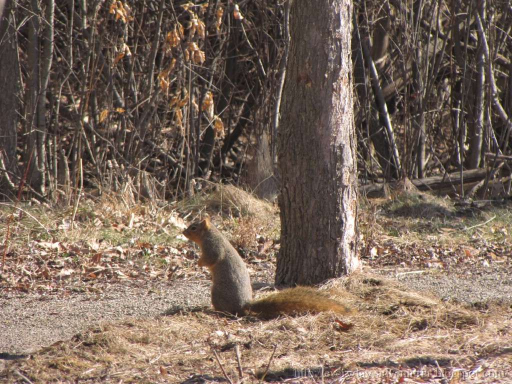 The Everyday Adventurer: Jumpy Squirrel