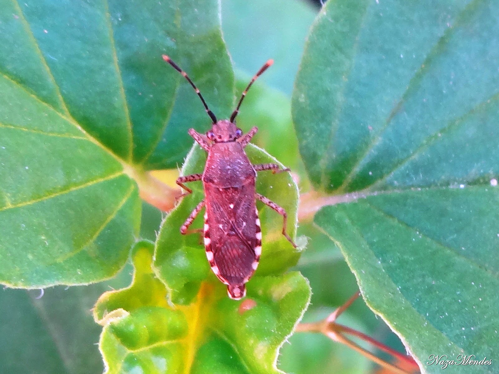 Caçadores de Insetos!!!: Percevejo Ropalídeo!!!