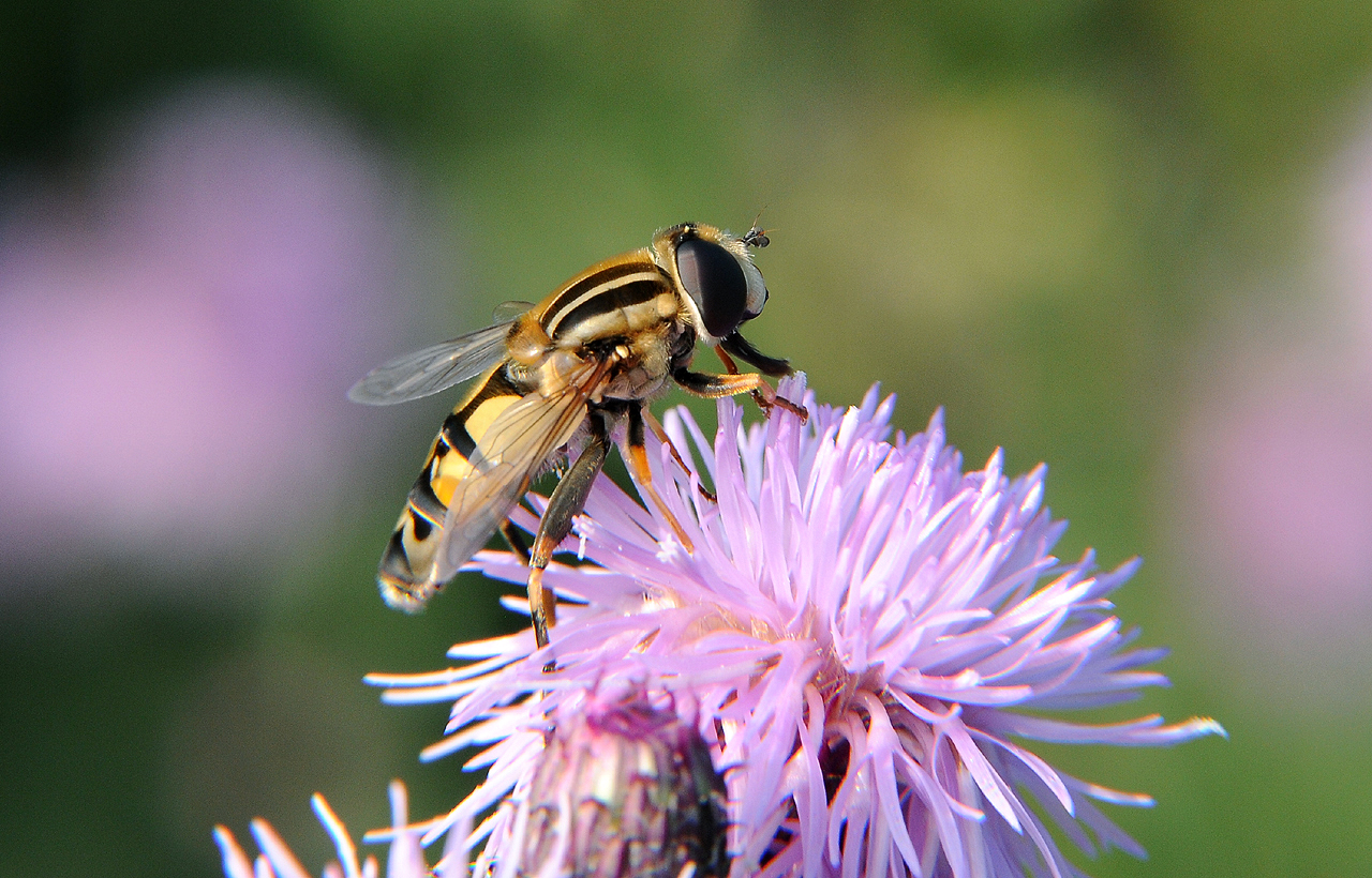 Jozef van der Heijden - Natuurfotografie: Vlinders, kevers en libellen