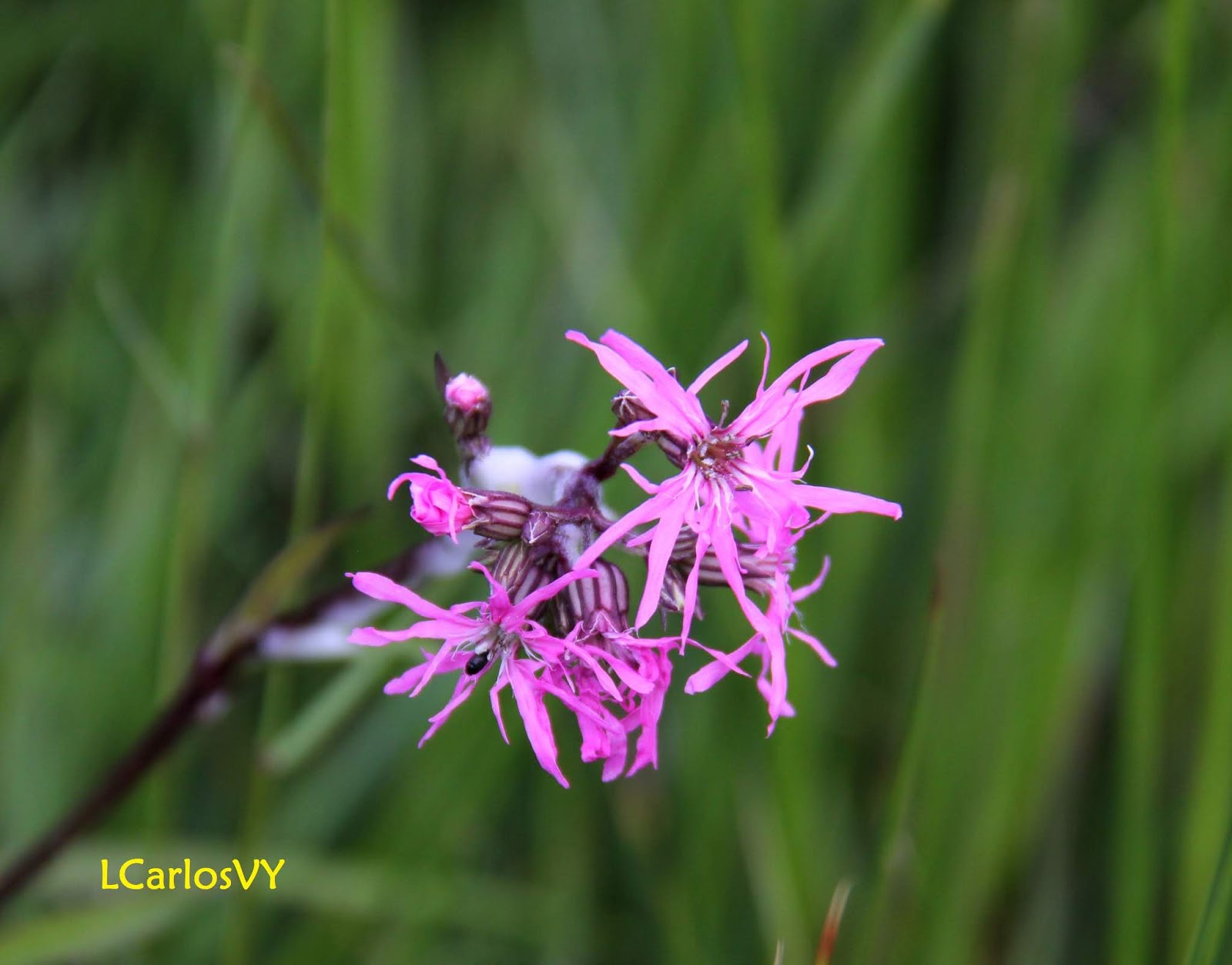 Plantas silvestres de Asturias: Flor del cuco o flor del cuclillo ...