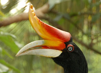 Universo Animal: El pico del cálao