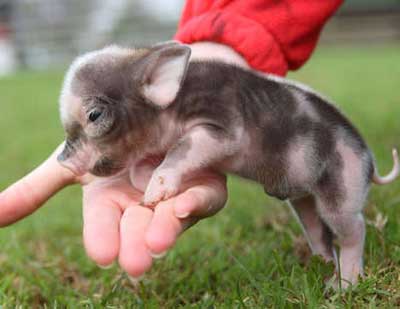 CUENTOS DIVERTIDOS,INFANTILES Y CORTOS!!!!: EL BEBE CERDITO...