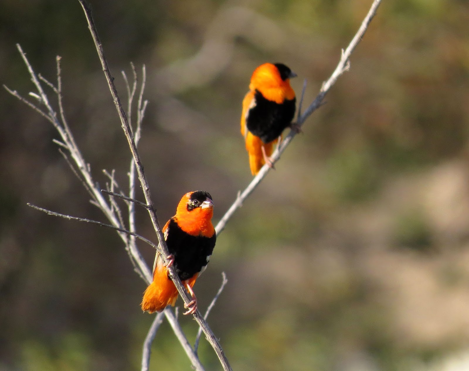 Silver Parrot: Wild Bird Wednesday: Northern Red Bishop